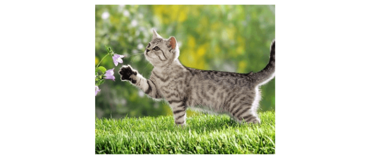 How to Add Background Image in React with Tailwind CSS - Larainfo